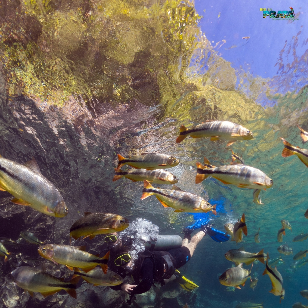 Confira 5 motivos para mergulhar no Recanto Ecológico Rio da Prata ...